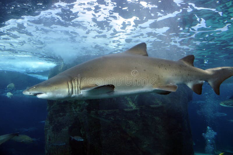 Haifisch Bild. Bild: 8417522