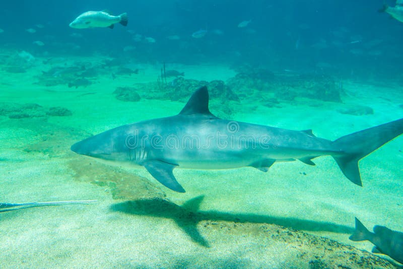 Haifisch stockbild. Bild von gefährlich, tropisch, haifisch - 93010965