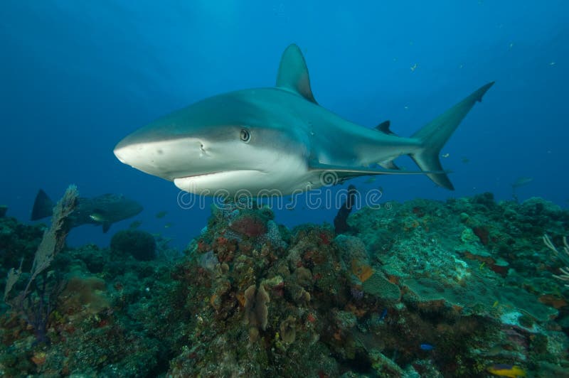Haifisch auf einem Riff stockfoto. Bild von karibisch - 8965698