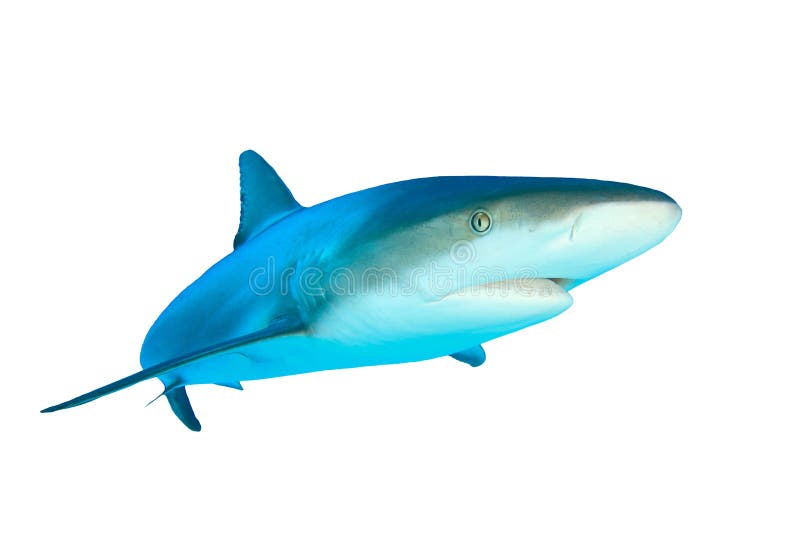 Haifisch Auf Weißem Hintergrund Stockfoto - Bild von ozean, grau: 19809314