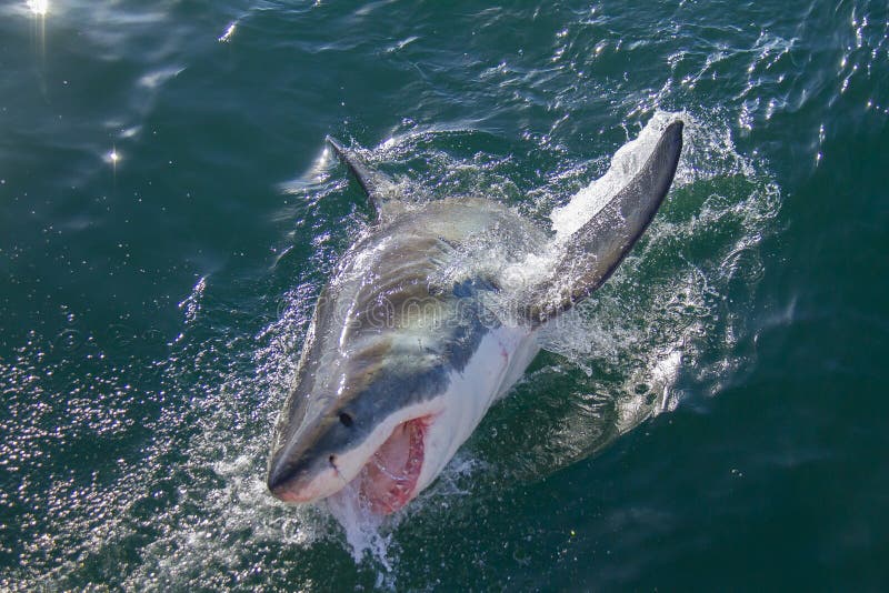 Haifisch schwimmt oben stockfoto. Bild von einzeln, swims - 5157548