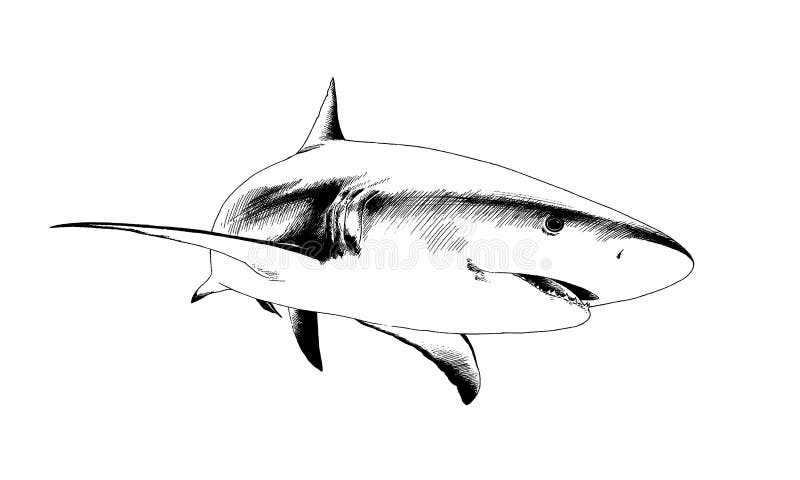 Haifisch Gezeichnet in Tinte Vektor Abbildung - Illustration von ...