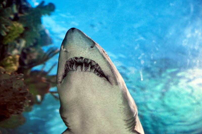 Haifisch im Aquarium stockbild. Bild von kiefer, jäger - 67182437