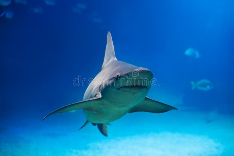 Grauer Rifhaifisch Mit Einem Accompanion Stockfoto - Bild von zeile ...