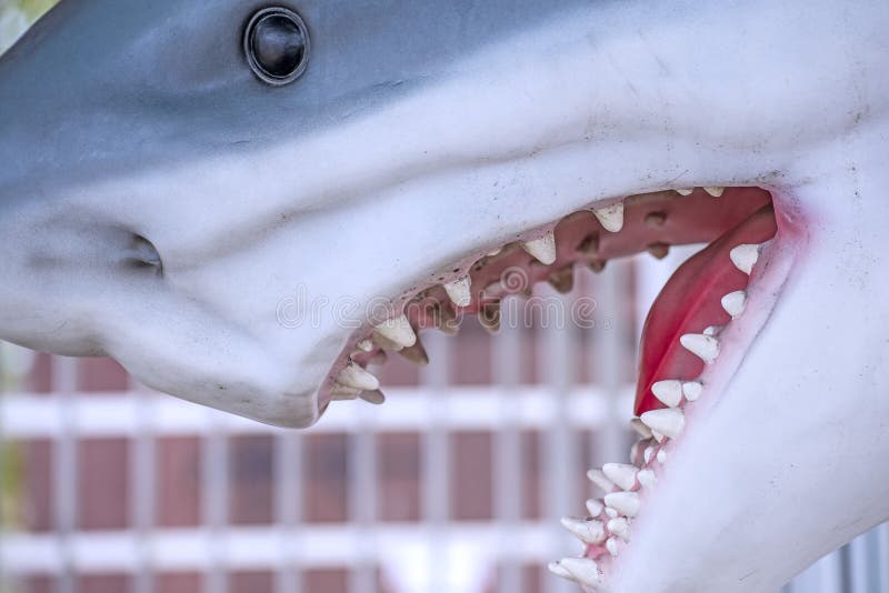 Haifisch, Modell Eines Kopfes Stockfoto - Bild von baumuster, fische ...