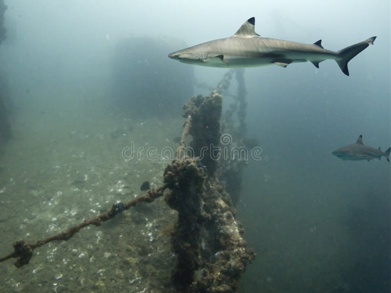 Haifisch-Plattform stockfoto. Bild von schwarzes, fische - 10770166