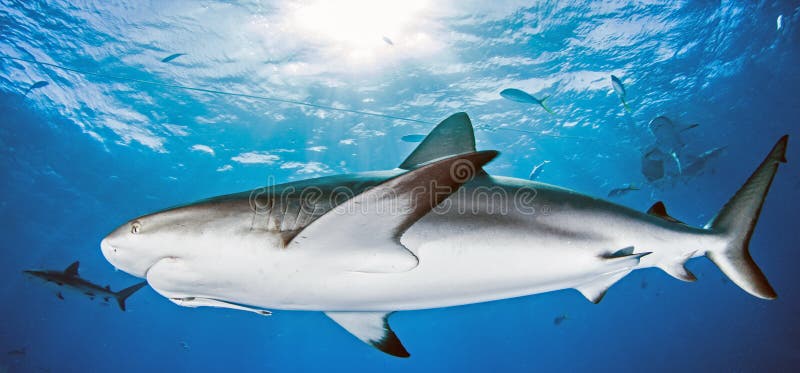 Haifisch-Tauchen stockbild. Bild von haifisch, reef, wildnis - 62296989