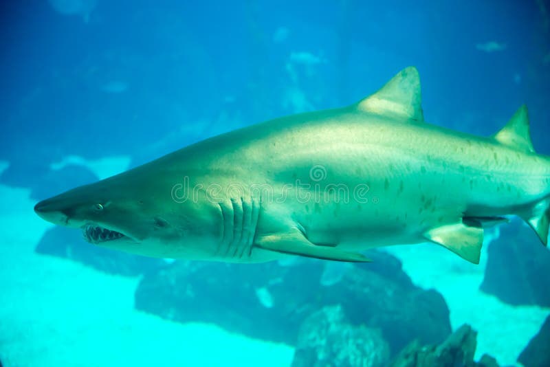 Haifisch Im Oceanarium Von Lissabon, Portugal Stockbild - Bild von ...