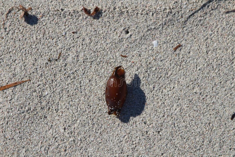 Haifischei stockfoto. Bild von braun, noch, hintergrund - 8647934