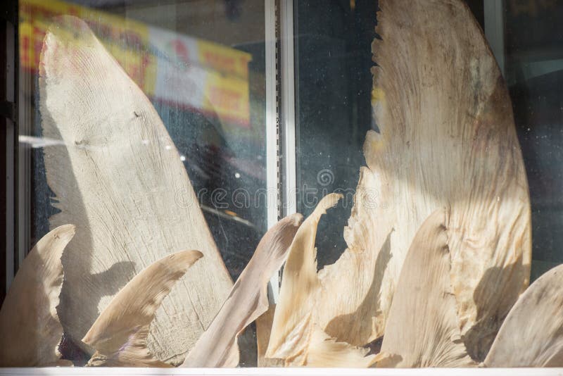 Haifischflossensuppe in Der Chinesischen Art Auf Weißer Schüssel Im ...