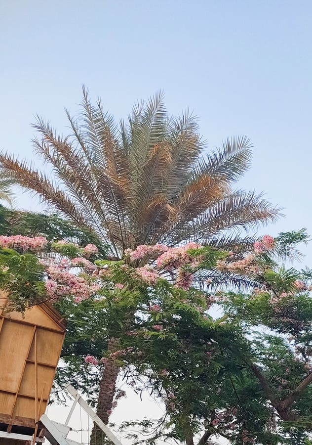 Palm with flower tree . stock image. Image of flower - 280762239