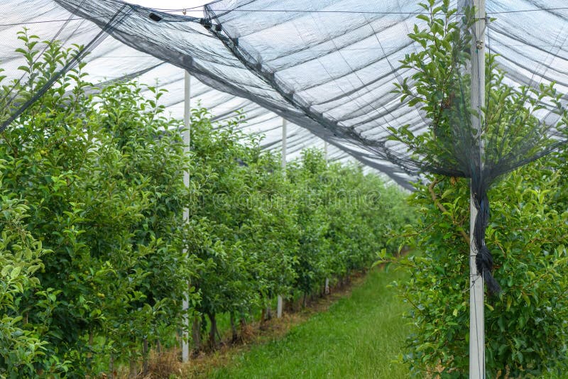 Hail and Bird Protective Netting in Apple Fruit Tree Orchard in Spring ...