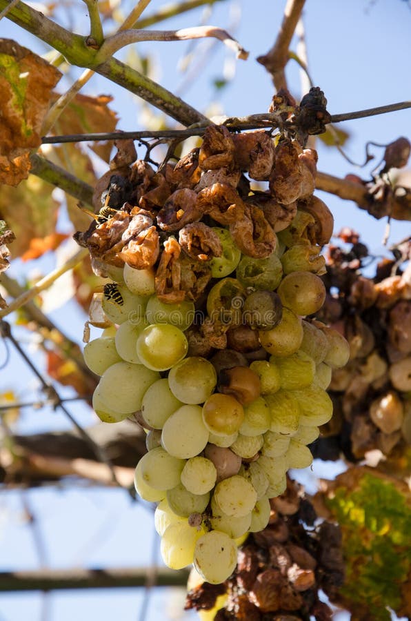 Hail Damage on Bunch of Grape Stock Photo - Image of outdoors, green ...