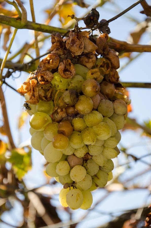 Hail Damage on Bunch of Grape Stock Image - Image of crop, danger: 65185547