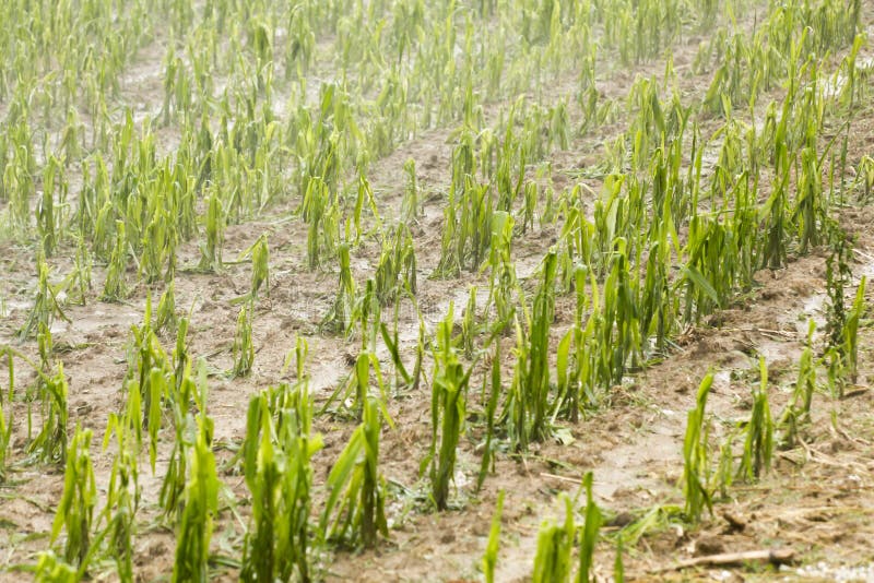 Hail Damaged Corn Field - Storm Disaster Stock Image - Image of hail ...