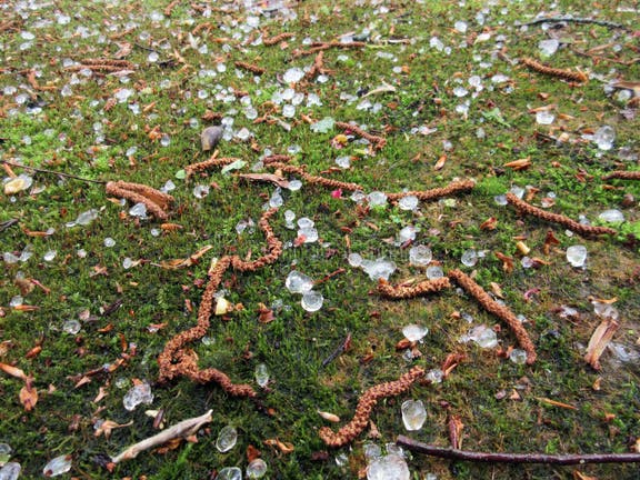 Hail and Debris after a Spring Storm Stock Photo - Image of spring ...