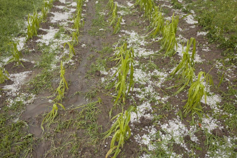 Hail Disaster Damaged Corn Field - Storm Disaster Stock Image - Image ...