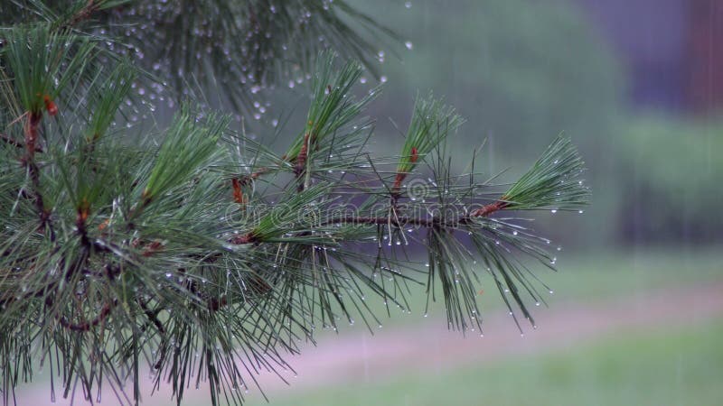 Hail Falling on Pine Tree Branches and Water Flowing Pine Branch with ...