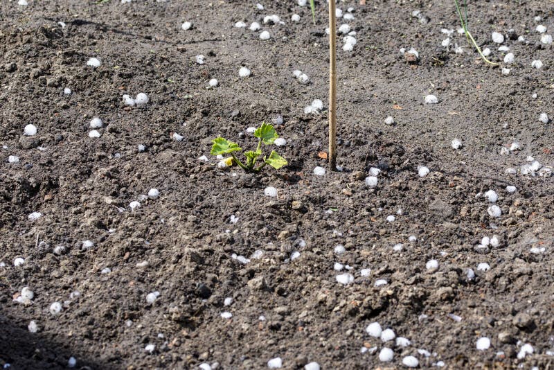 Hail Falls on Small Plants in Pots and in the Ground during Hot Summer ...