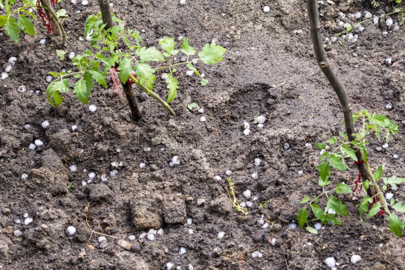 Hail Falls on Small Plants in Pots and in the Ground during Hot Summer ...