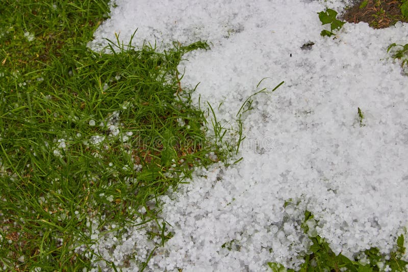 Hail on the Grass,ice Balls of Hail after a Thunderstorm in Summer ...
