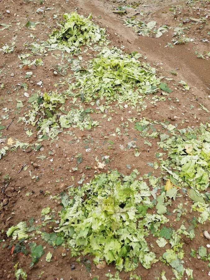 Hail storm destruction stock photo. Image of destruction - 152773754