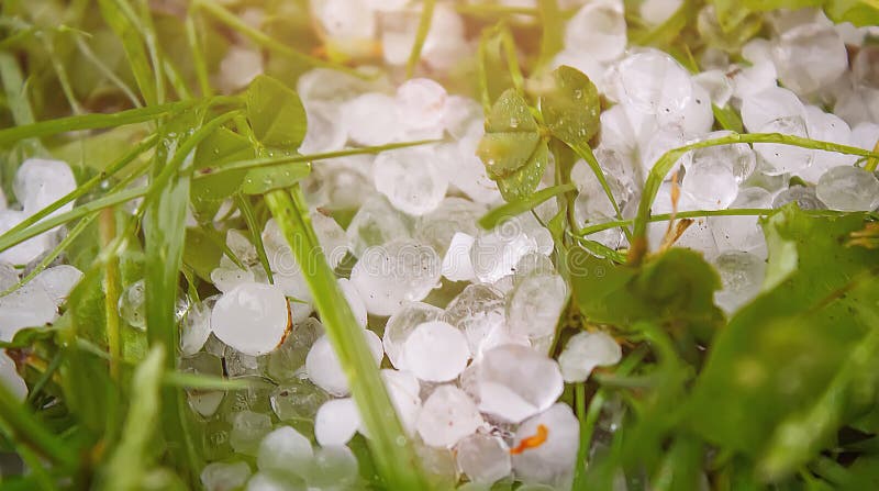 Hail Storm Nature Background. Damage Grass Summer Stock Image - Image ...