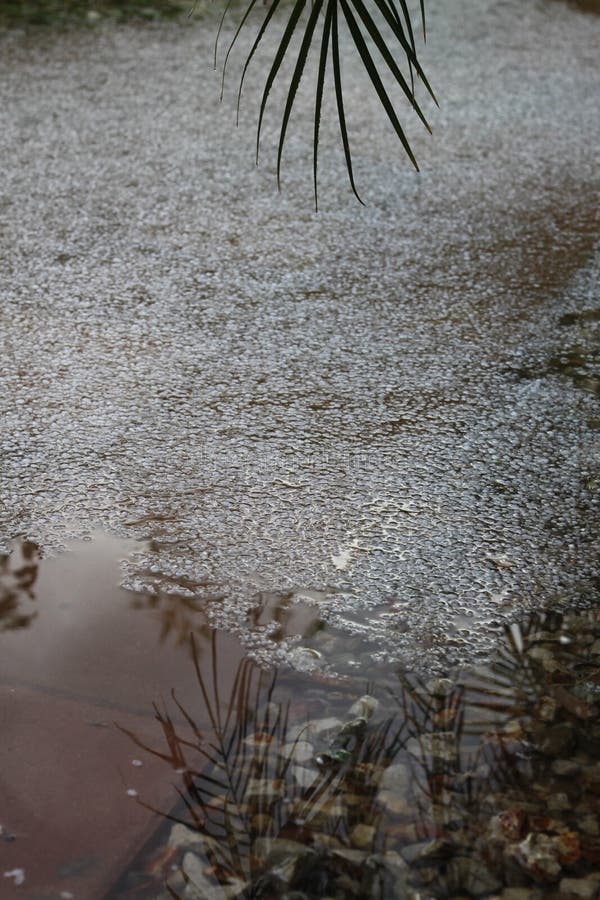 Hail Storm Palm Reflection 4463 Stock Photo - Image of domestic, cold ...