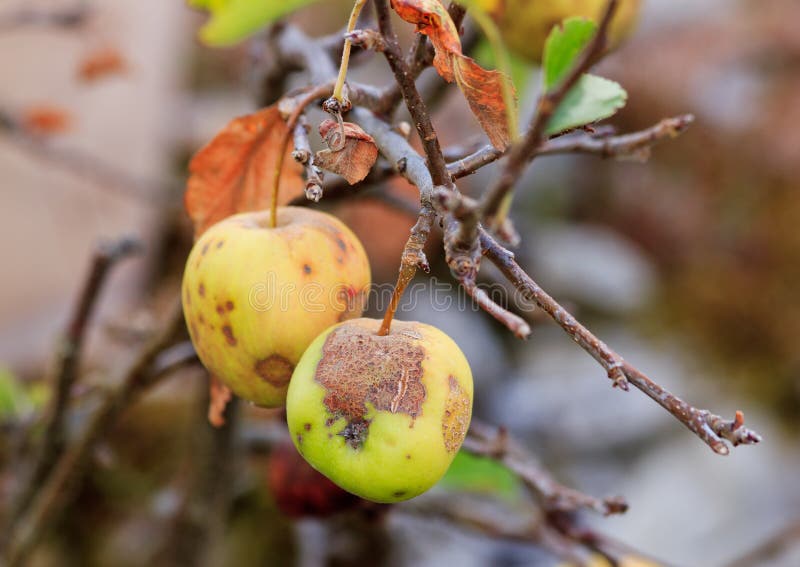 Hailed apple stock image. Image of branch, summer, apple - 26771081