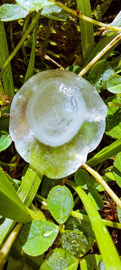 Hailstone in Grass 3 stock photo. Image of green, temperature - 354853650