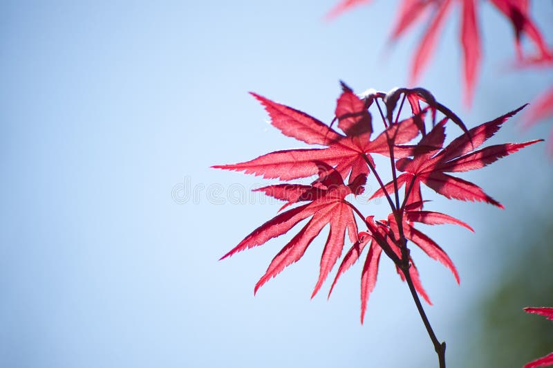 Shaina Japanese Maple Acer Palmatum Japanese Tree Stock Photos - Free ...