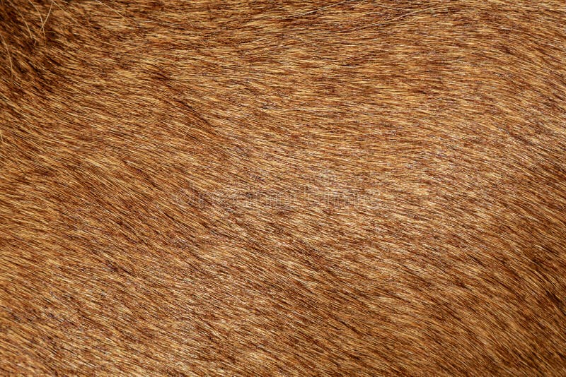 Hair Abstract Texture. Surface Backdrop. Hairy Effect Pattern Stock ...