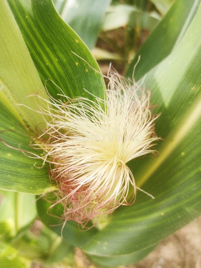 The hair of baby corn stock image. Image of nature, baby - 359714047
