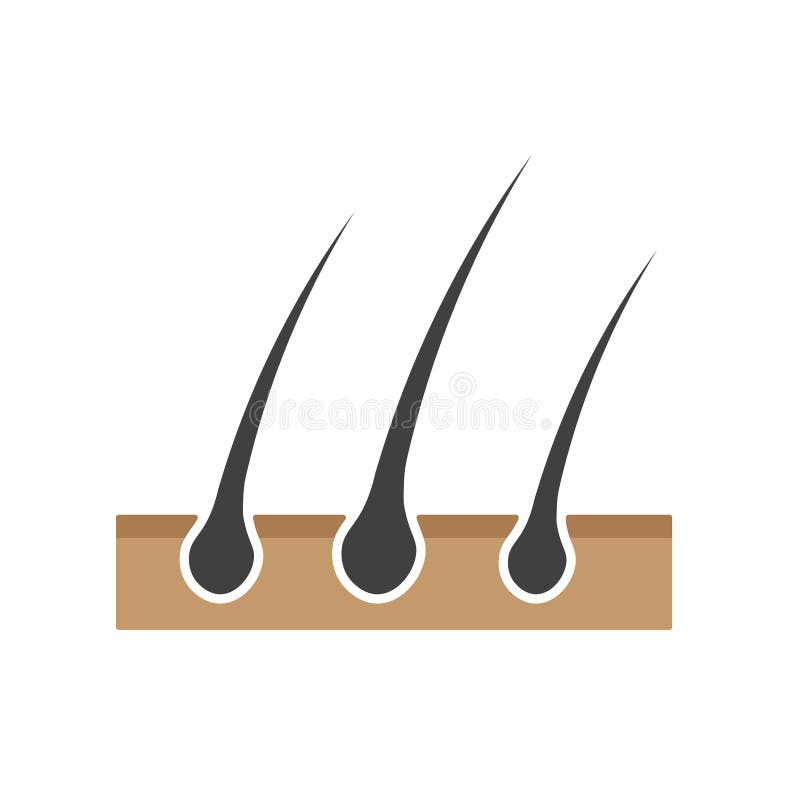 Hair bulb icon- stock vector. Illustration of growth - 160109431