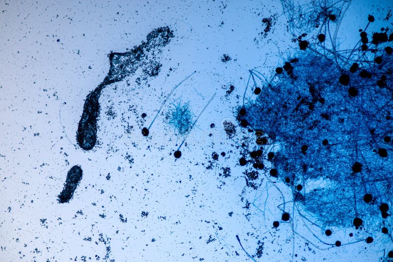 Hair Cell of Human Under Microscope View. Stock Photo - Image of ...