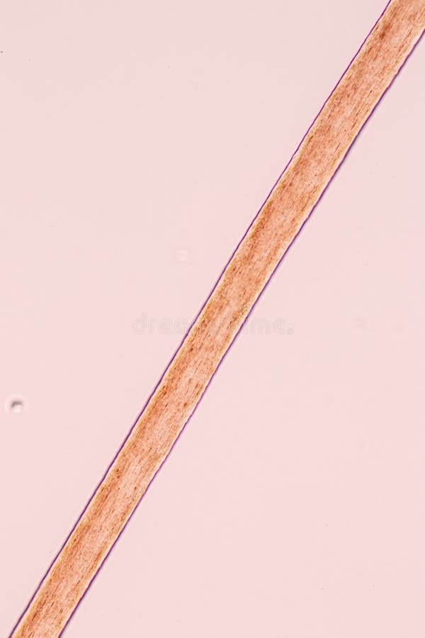 Root Hair Cell Microscope