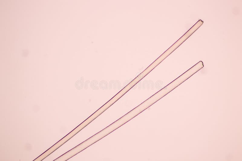 Hair Cell of Human Under Microscope View. Stock Image - Image of ...