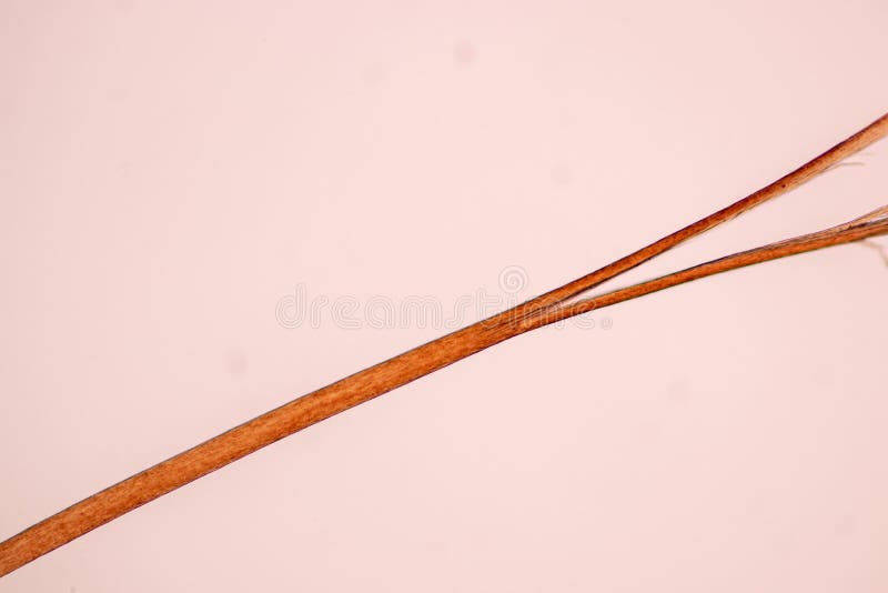 Hair Cell of Human Under Microscope View. Stock Image - Image of ...