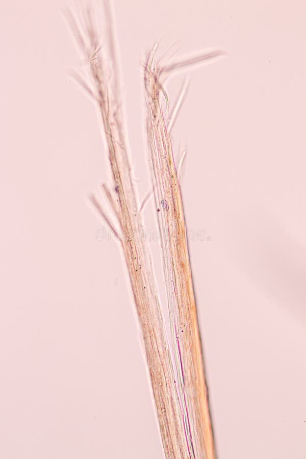 Hair Cell of Human Under Microscope View. Stock Image - Image of ...