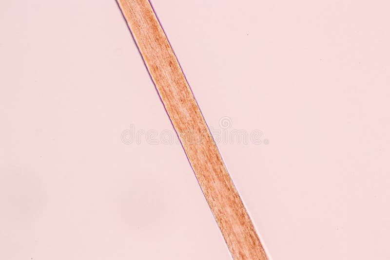Hair Cell of Human Under Microscope View. Stock Photo - Image of layer ...