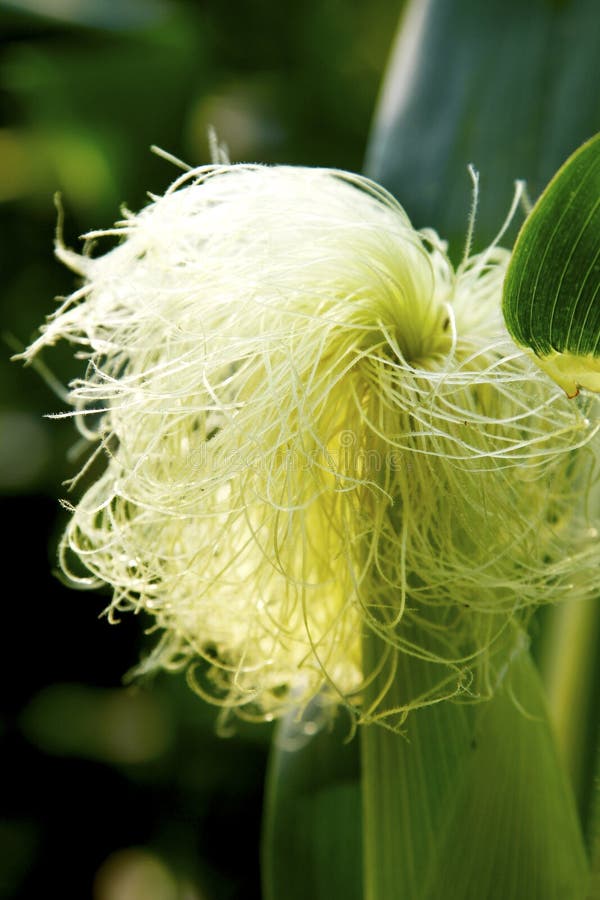Hair of corn stock photo. Image of lanscape, garden, organic - 88811510