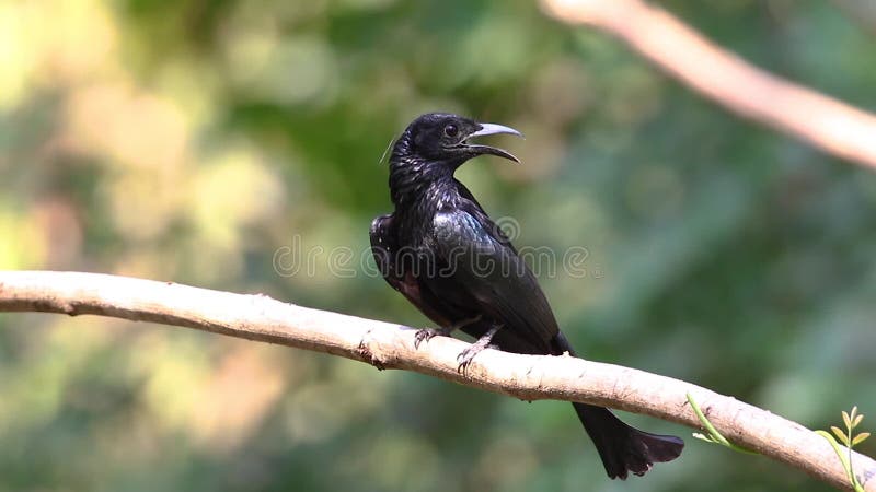 Hair Crested Drongo Bird on a Tree Branch on Nature Background. Animals ...