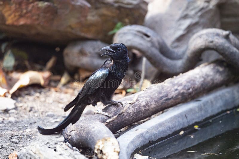 Hair - crested Drongo stock image. Image of wings, dicrurus - 229553489