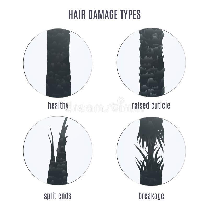 Hair Damage Types Set Under the Microscope Stock Vector - Illustration ...