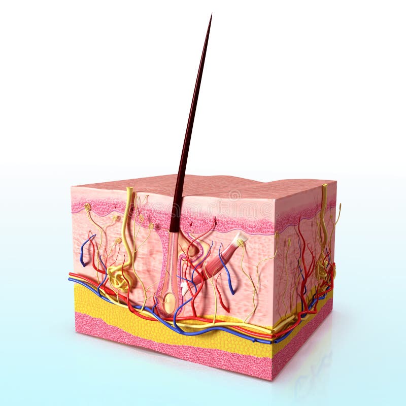 Anatomy Hair Follicles Stock Illustrations 127 Anatomy Hair Follicles