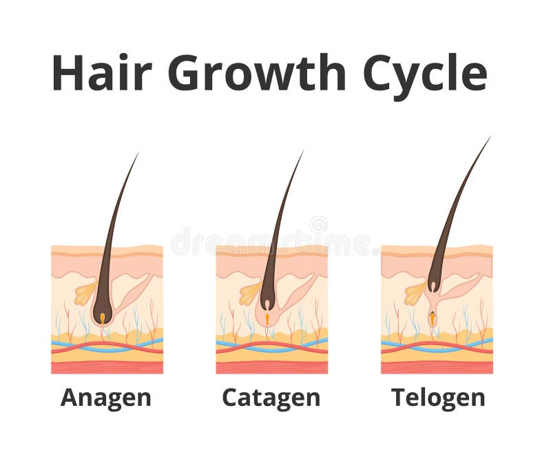 Hair growth cycle stock vector. Illustration of growth - 355249004