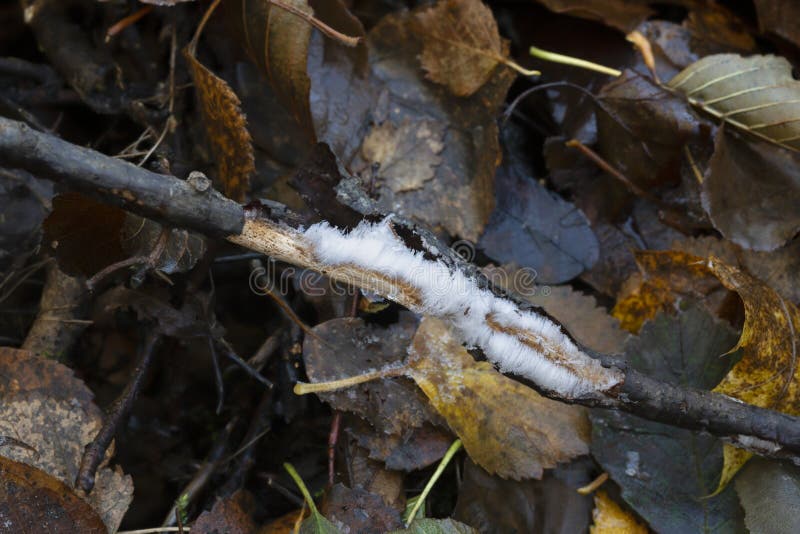 Hair Ice on Moist Dead Deciduous Wood Branch Stock Photo - Image of ...