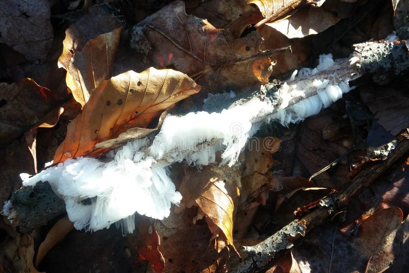 Hair ice stock photo. Image of rotten, slips, phenomenon - 67408032