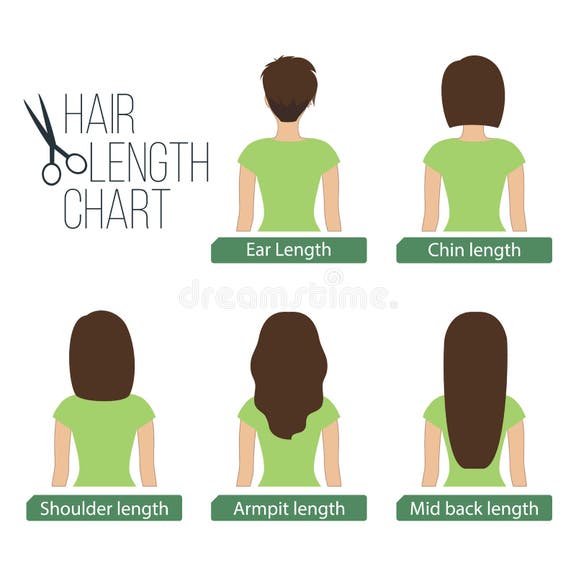 Hair Length Chart Stock Illustrations – 87 Hair Length Chart Stock ...