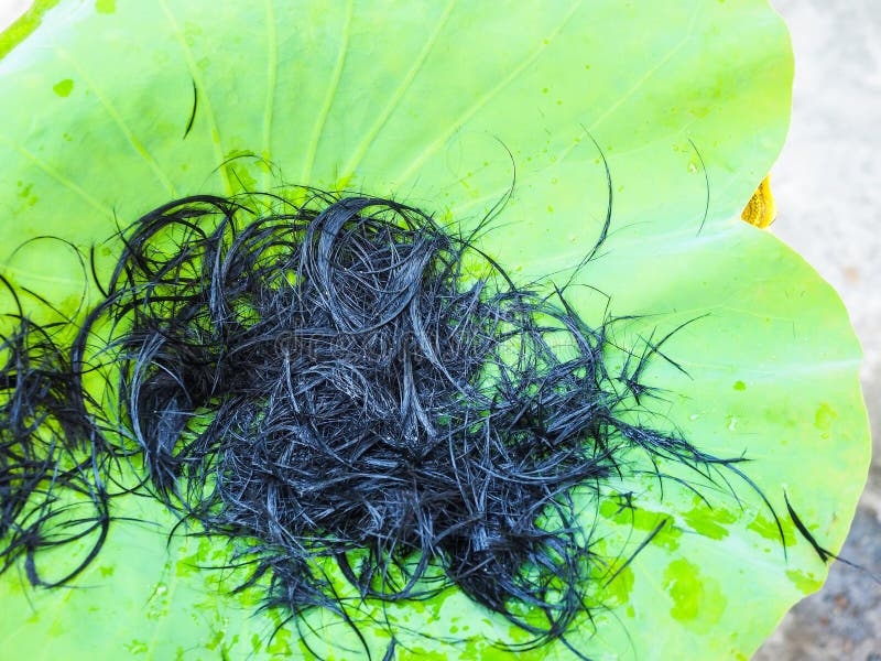 Hair on the lotus leaf stock photo. Image of lotus, tradition - 98576464